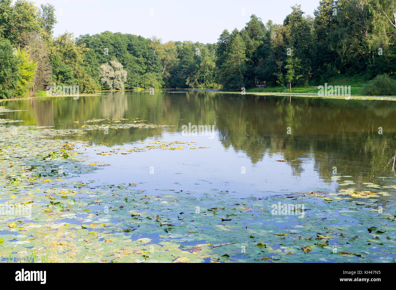pond in the forest at summer. background, nature Stock Photo - Alamy