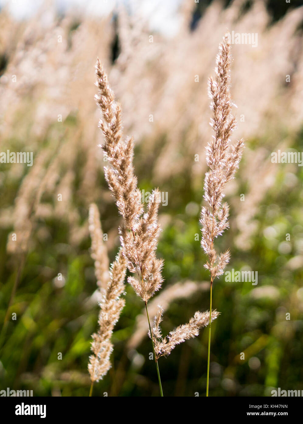 spica at summertime. floral closeup background Stock Photo - Alamy