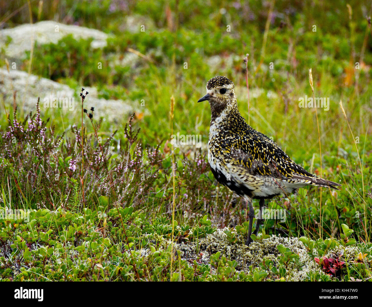 Golden Plover Standing in wild landscape, Iceland, summer 2017 Stock ...