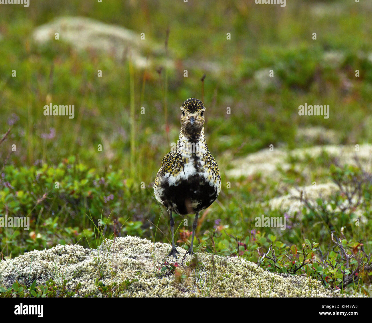 Golden Plover Looking at the Viewer, Iceland, Summer 2017 Stock Photo ...