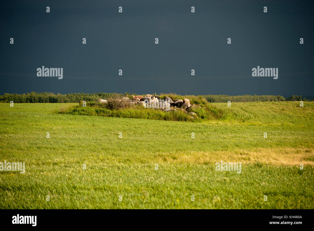 Rock picker hi-res stock photography and images - Alamy