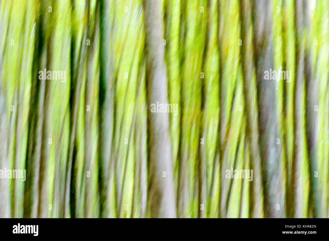 abstract beech forest scene in autumn, Irati Jungle, Pyrenees, Navarra ...