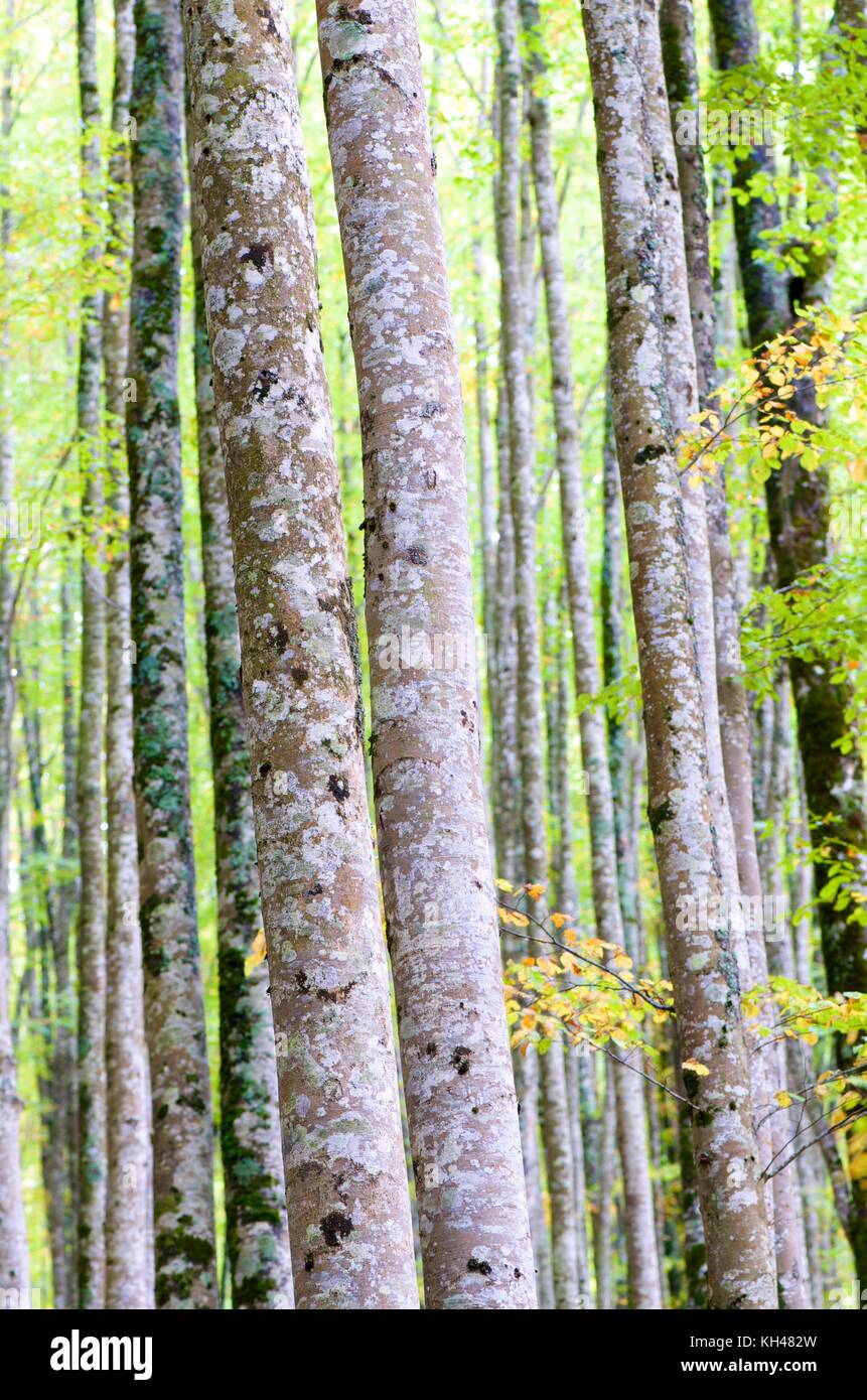 beech forest in Irati Jungle, Pyrenees, Navarra, Spain Stock Photo - Alamy