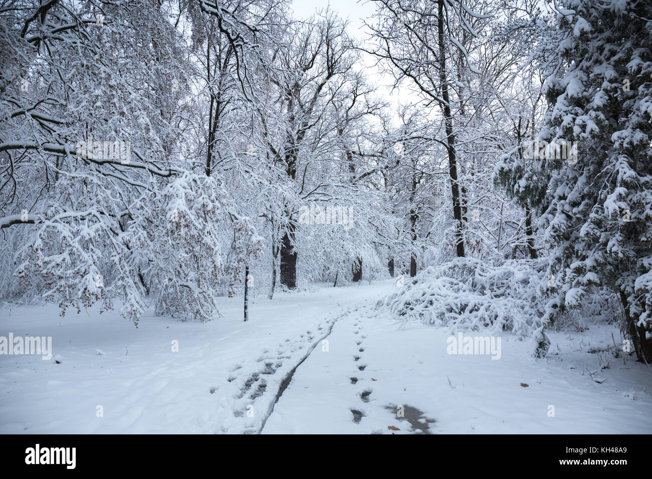 Beautiful winter snowy landscape in the park Stock Photo - Alamy