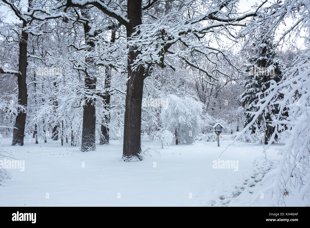 Beautiful winter snowy landscape in the park Stock Photo - Alamy