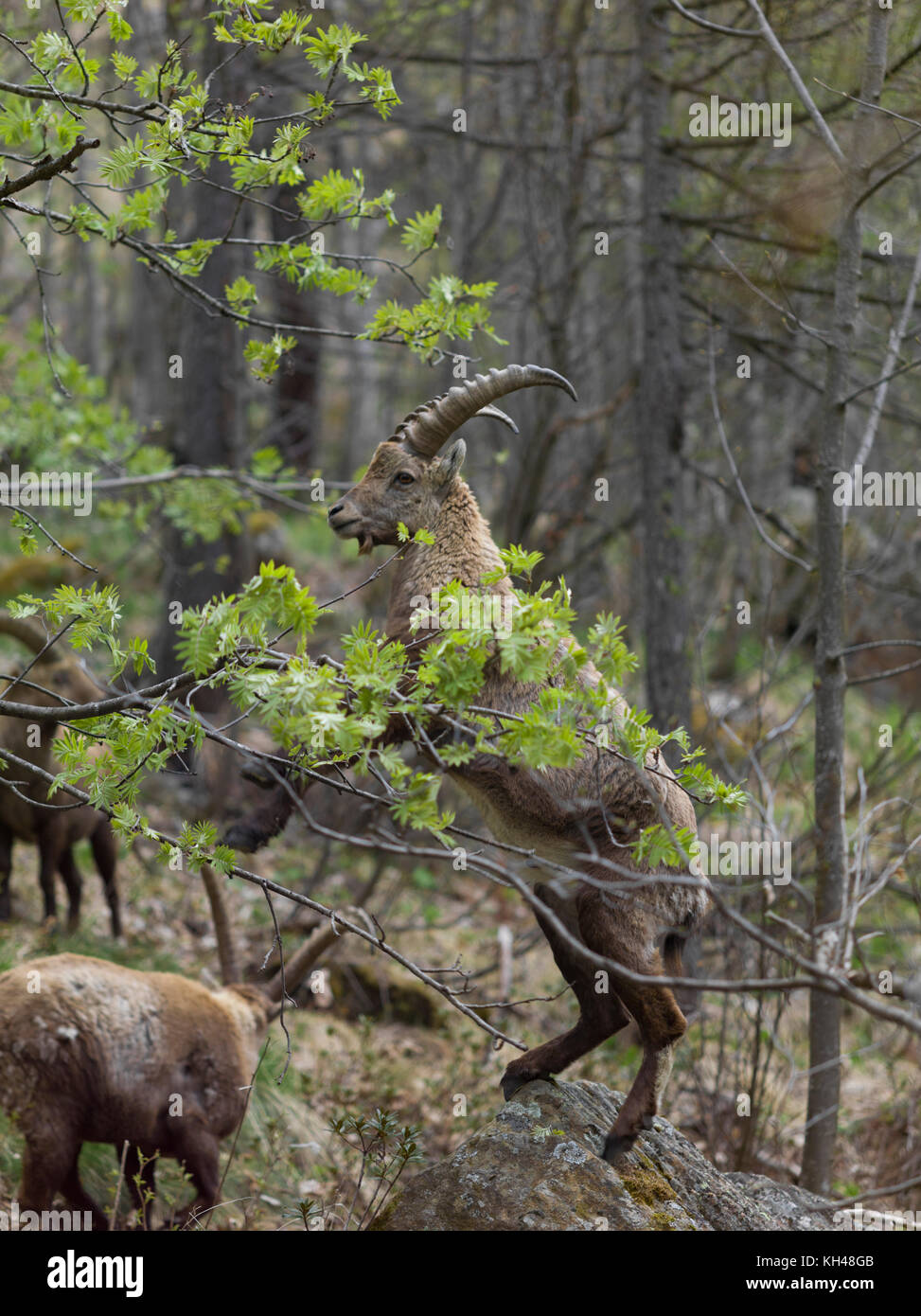 Wildlife, mountain goat, spring, mating season, forest, hawaii forest ...