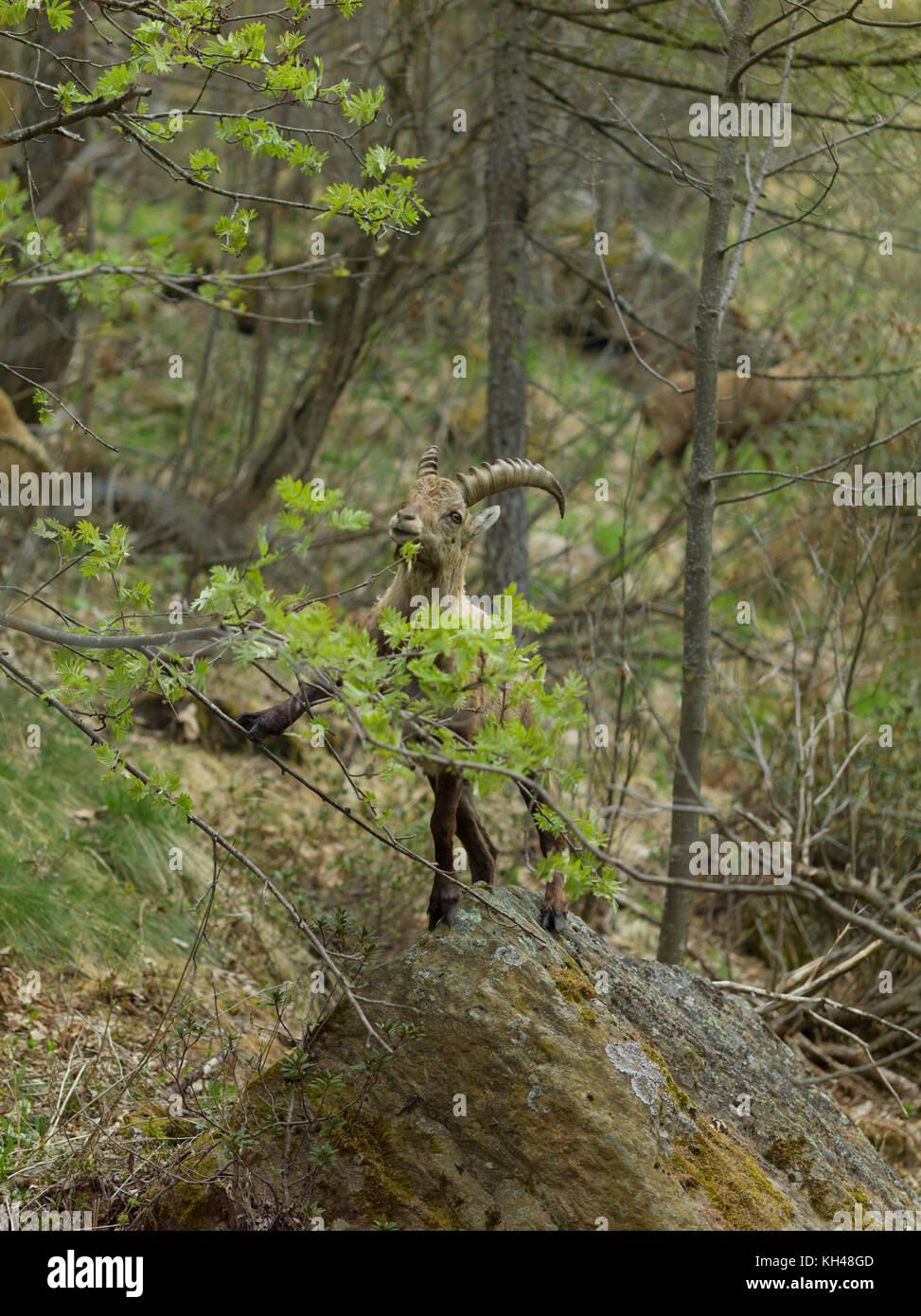 Wildlife, mountain goat, spring, mating season, forest, hawaii forest ...