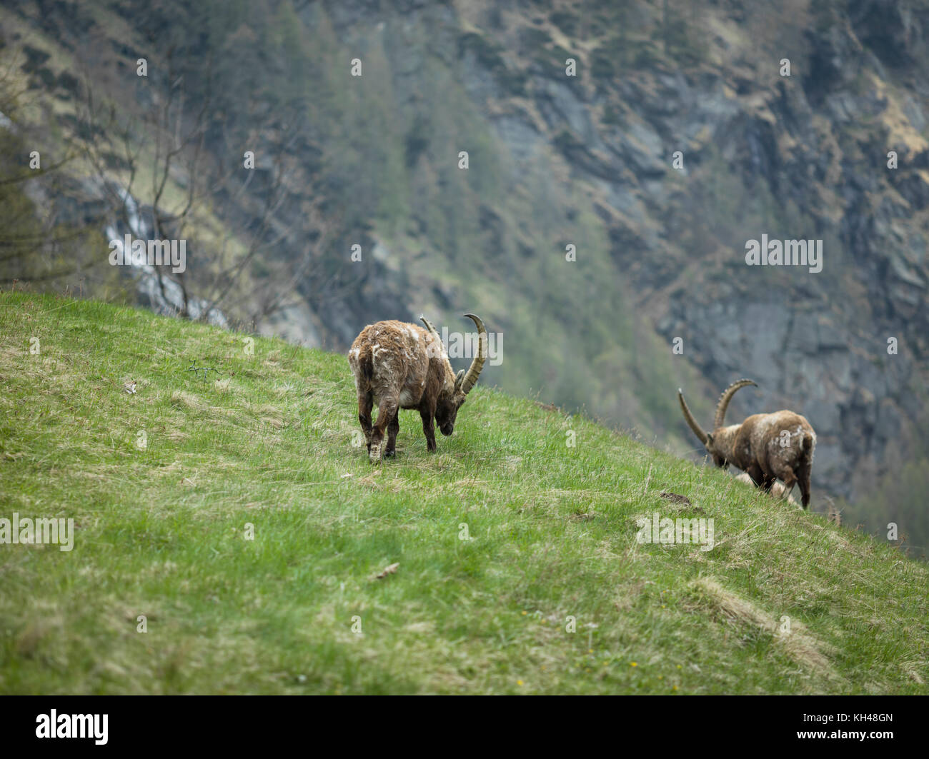 Wildlife, mountain goat, spring, mating season, forest, hawaii forest ...