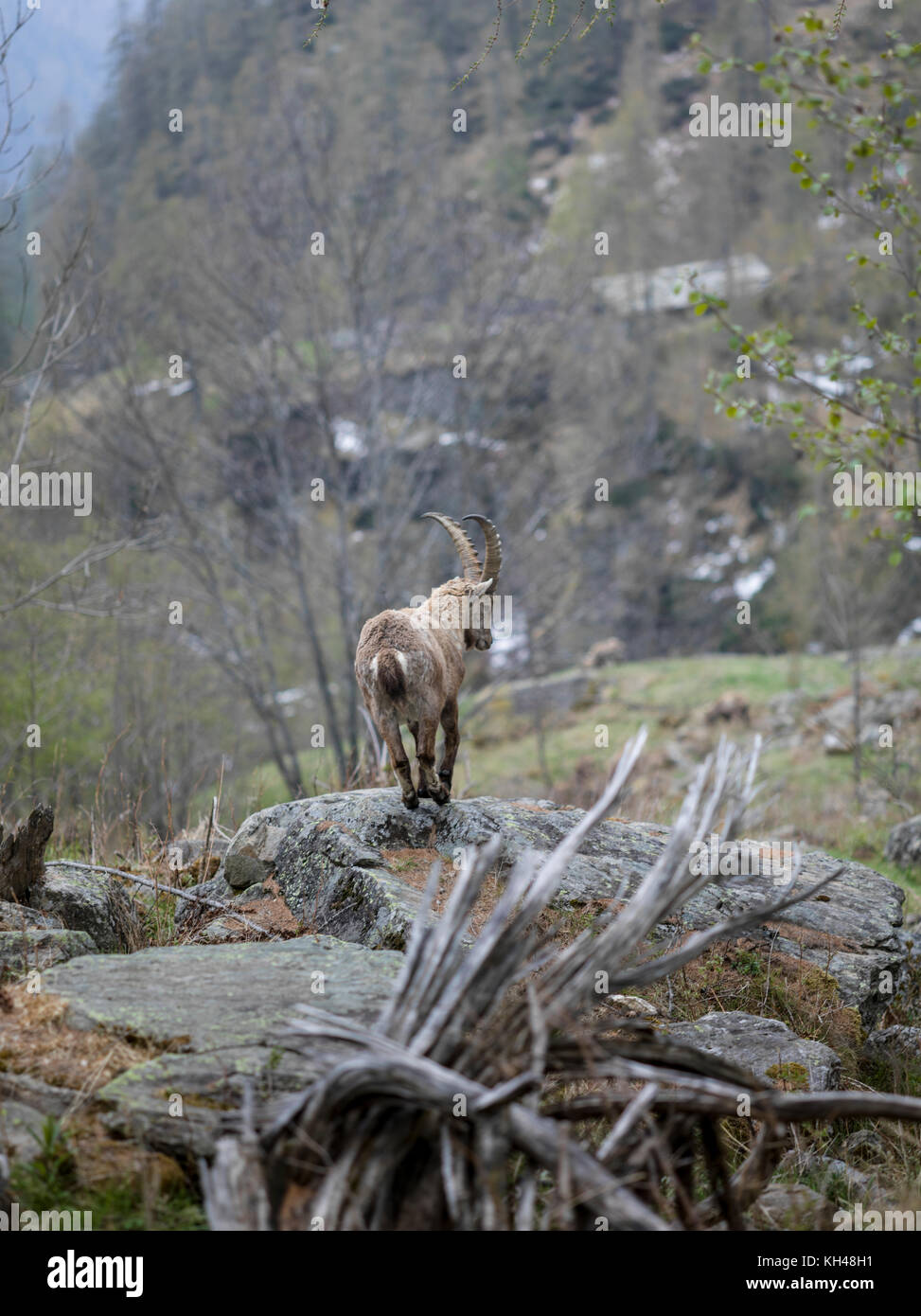Mating goats hi-res stock photography and images - Alamy