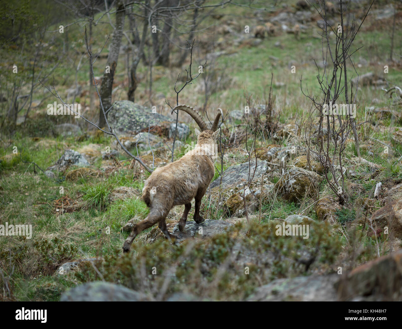 Wildlife, mountain goat, spring, mating season, forest, hawaii forest ...