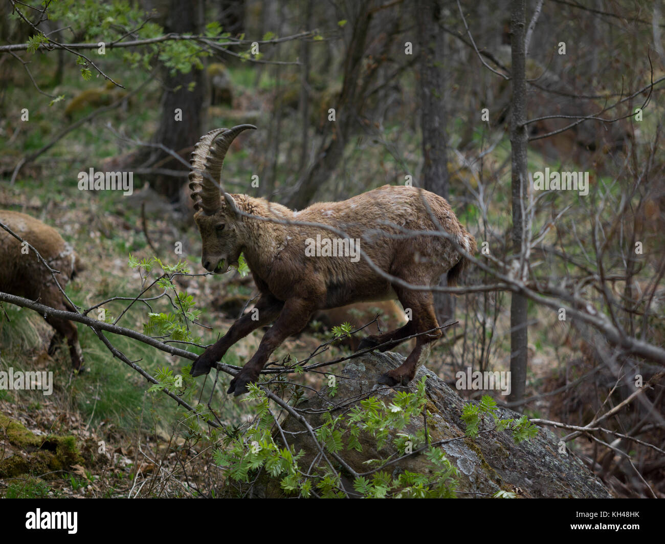 Wildlife, mountain goat, spring, mating season, forest, hawaii forest ...