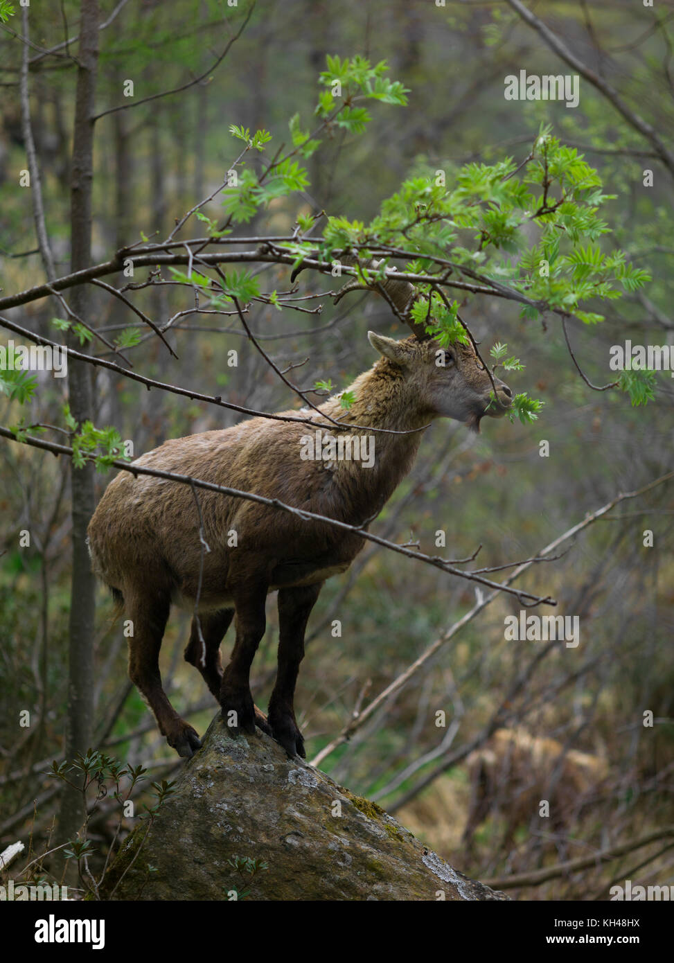 Wildlife, mountain goat, spring, mating season, forest, hawaii forest ...
