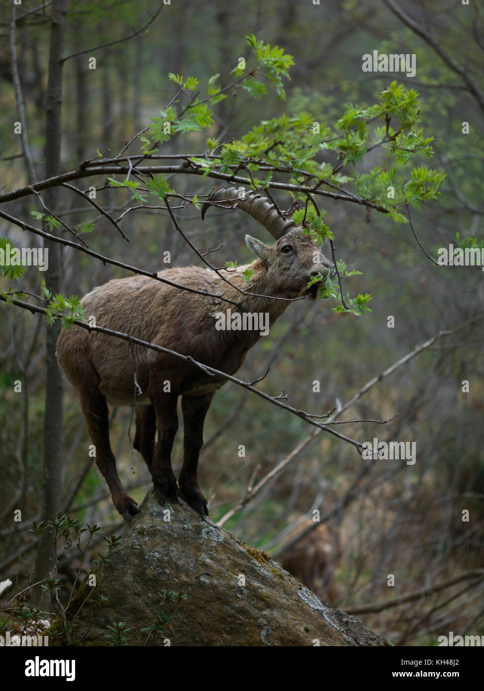 Wildlife, mountain goat, spring, mating season, forest, hawaii forest ...