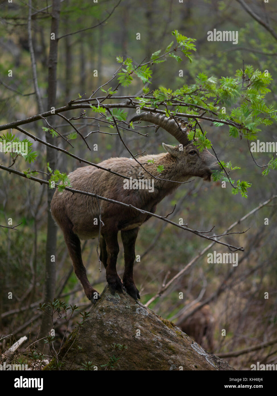 Mating goats hi-res stock photography and images - Alamy