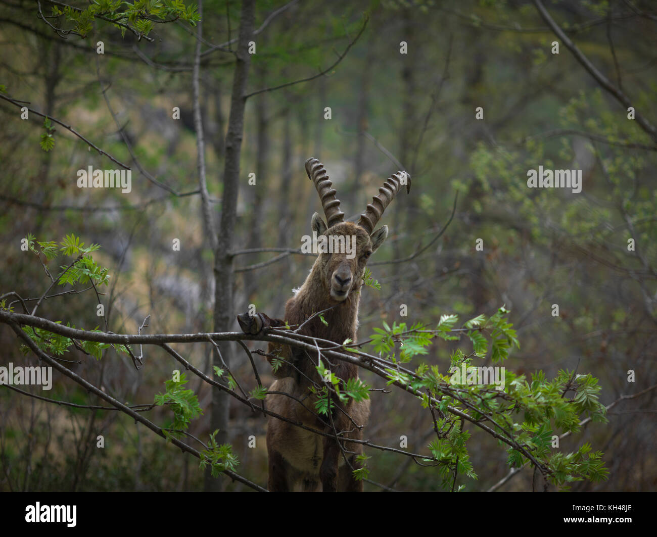 Wildlife, mountain goat, spring, mating season, forest, hawaii forest ...