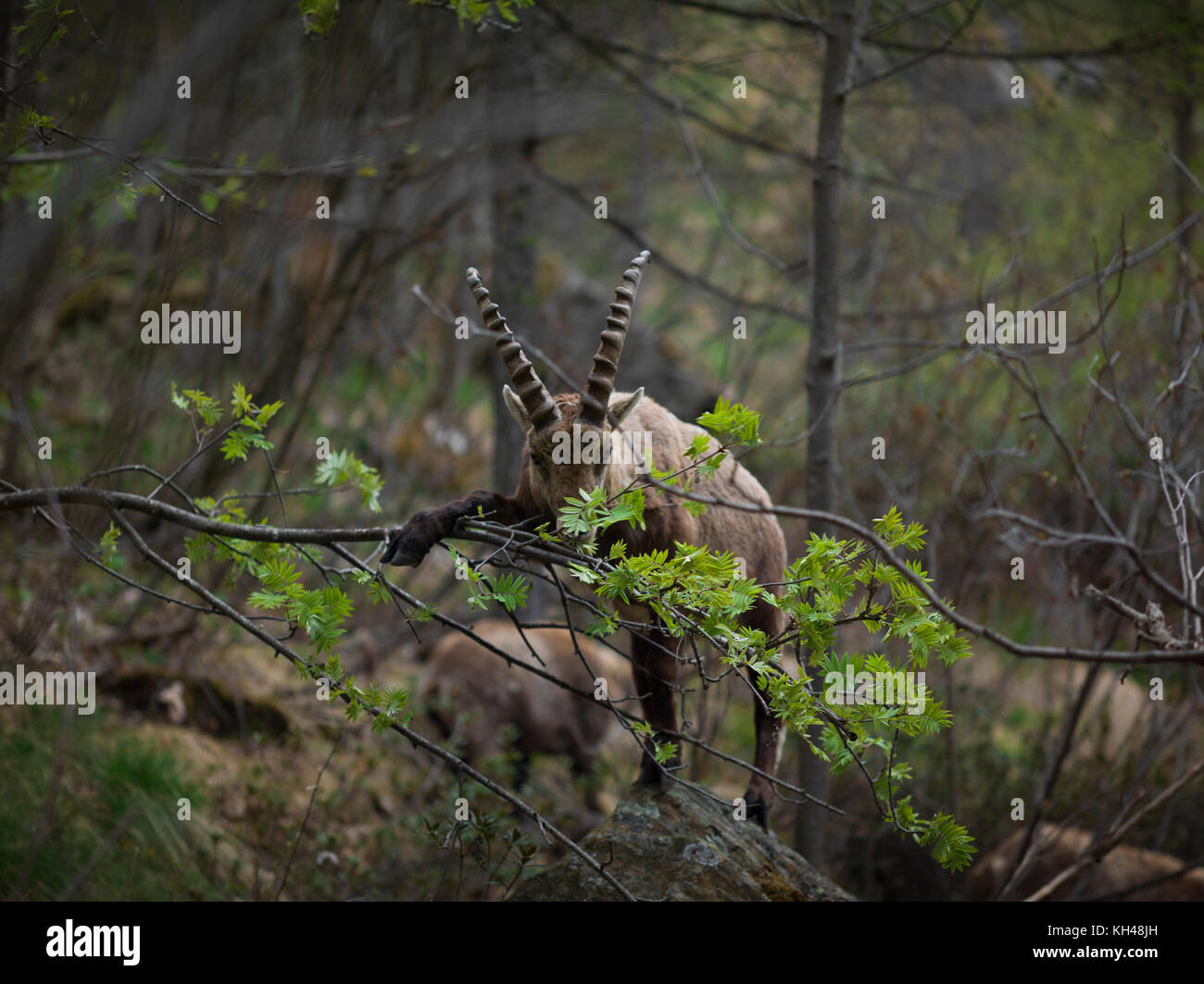 Wildlife, mountain goat, spring, mating season, forest, hawaii forest ...