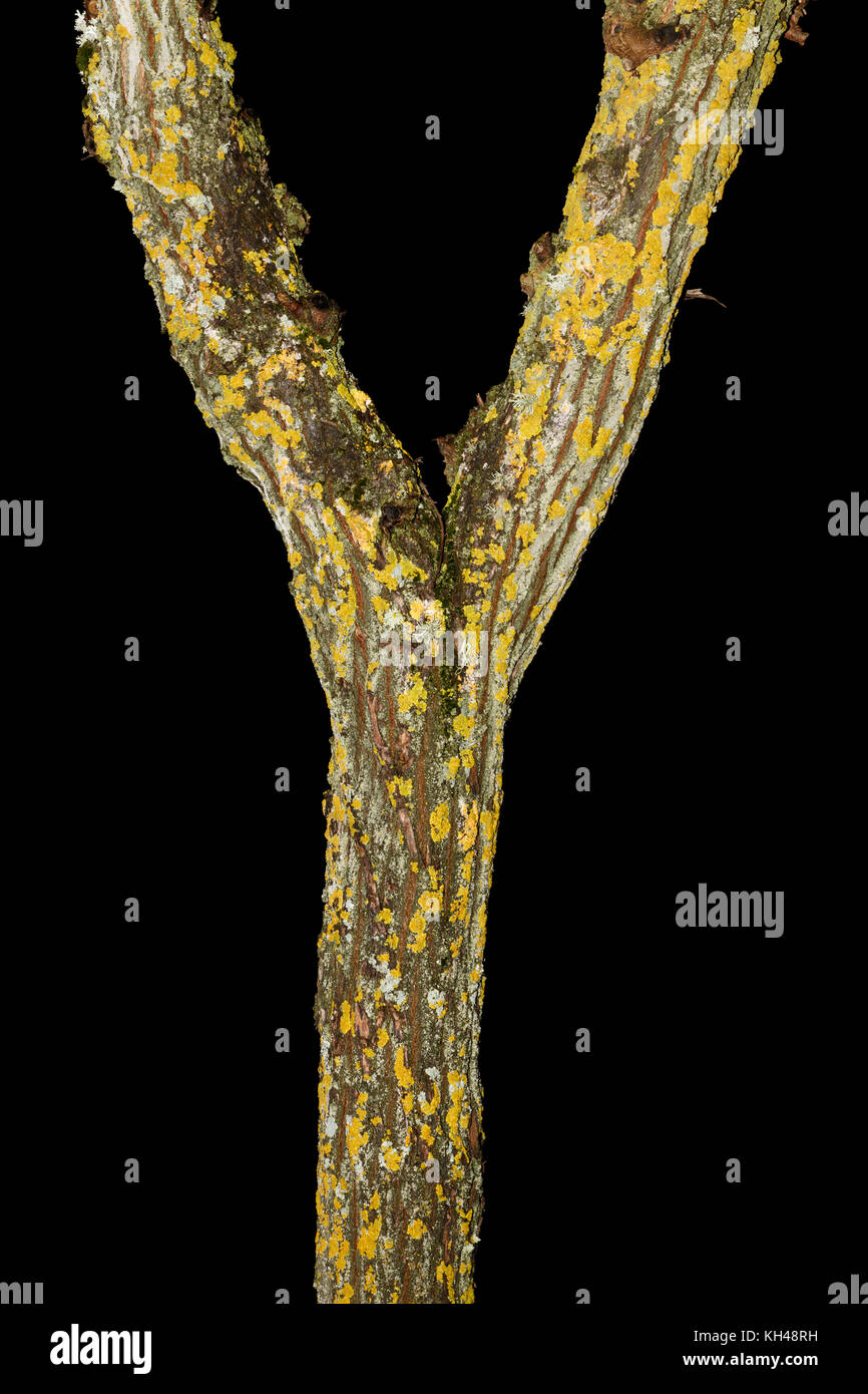 Y shape tree hi-res stock photography and images - Alamy