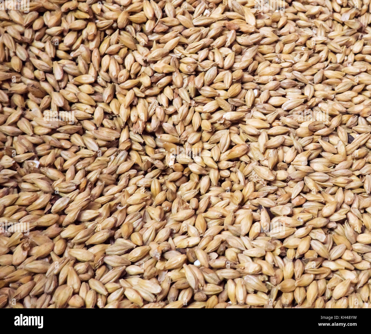 Malt background. Ingredient for beer Stock Photo - Alamy