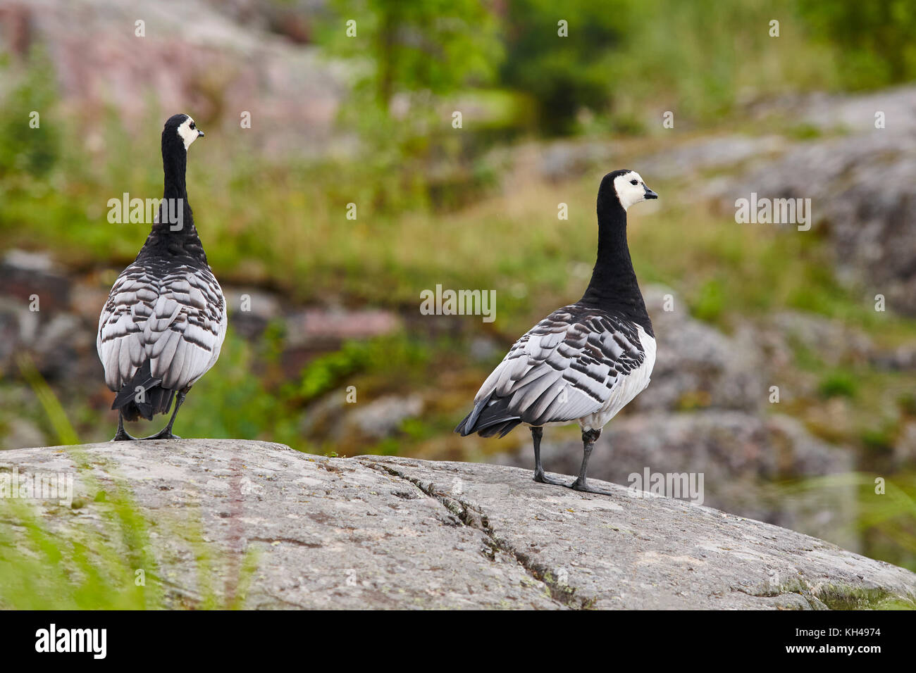 Barnacle Goose Migration