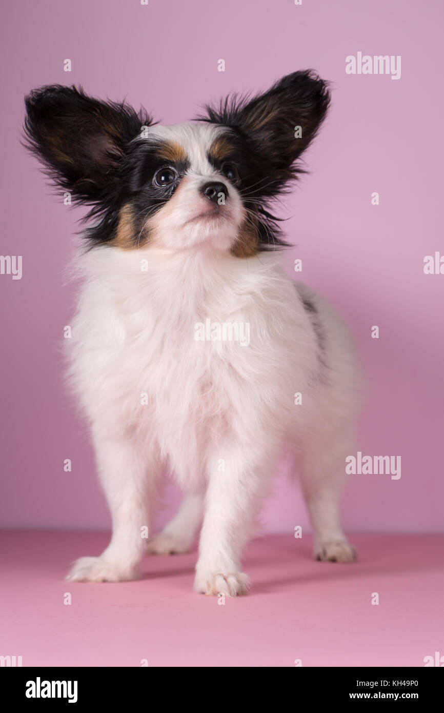 Puppy of papillon breed on a pink background Stock Photo - Alamy
