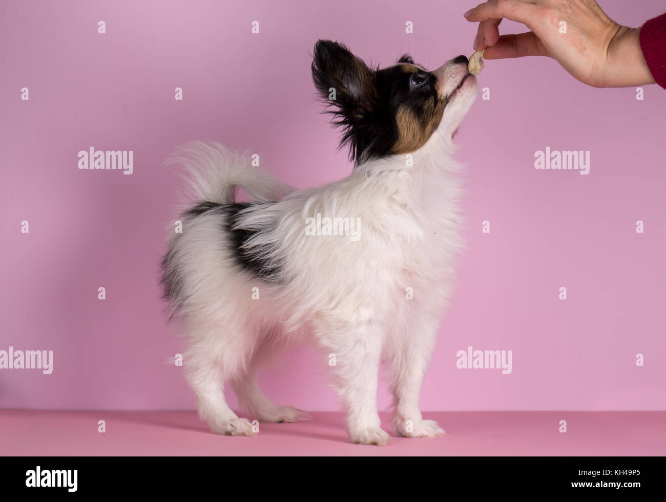 Puppy of papillon breed on a pink background Stock Photo - Alamy