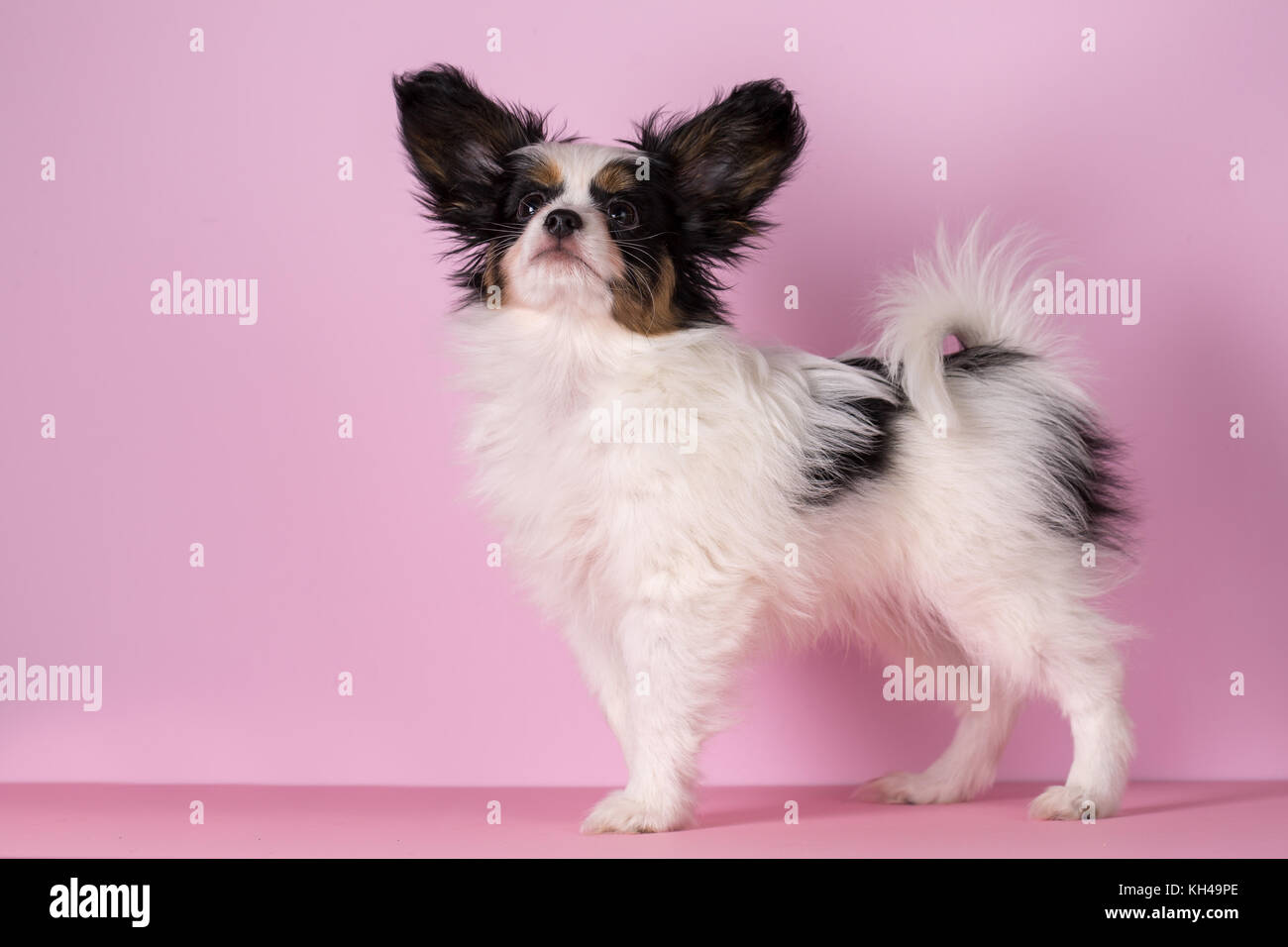 Puppy of papillon breed on a pink background Stock Photo - Alamy