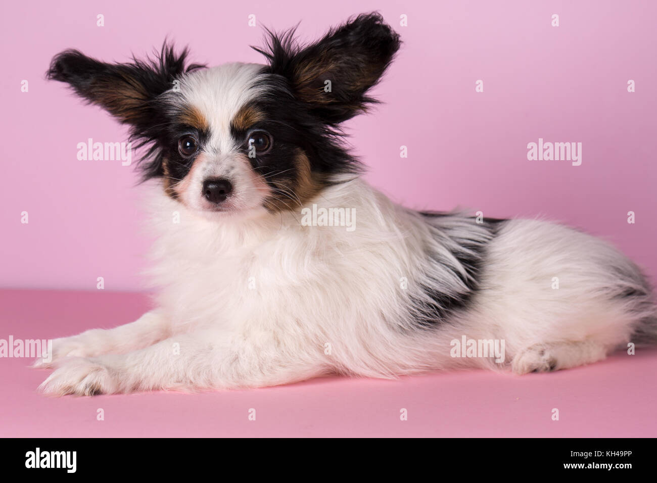 Puppy of papillon breed on a pink background Stock Photo - Alamy