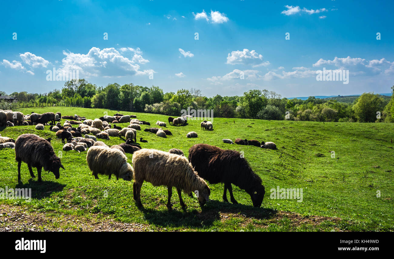 Barnova hi-res stock photography and images - Alamy