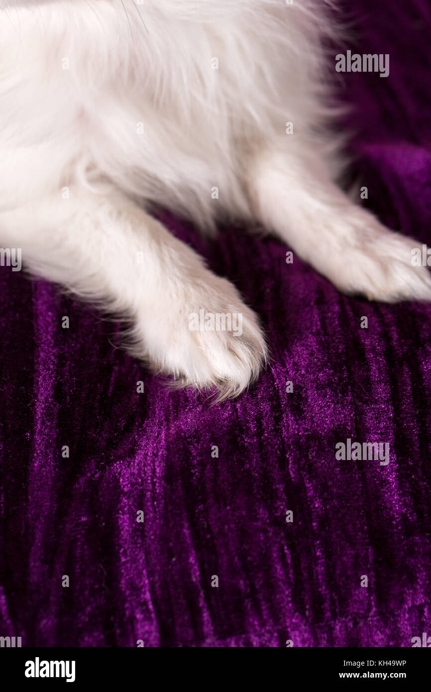 Dog paw bottom hi-res stock photography and images - Alamy