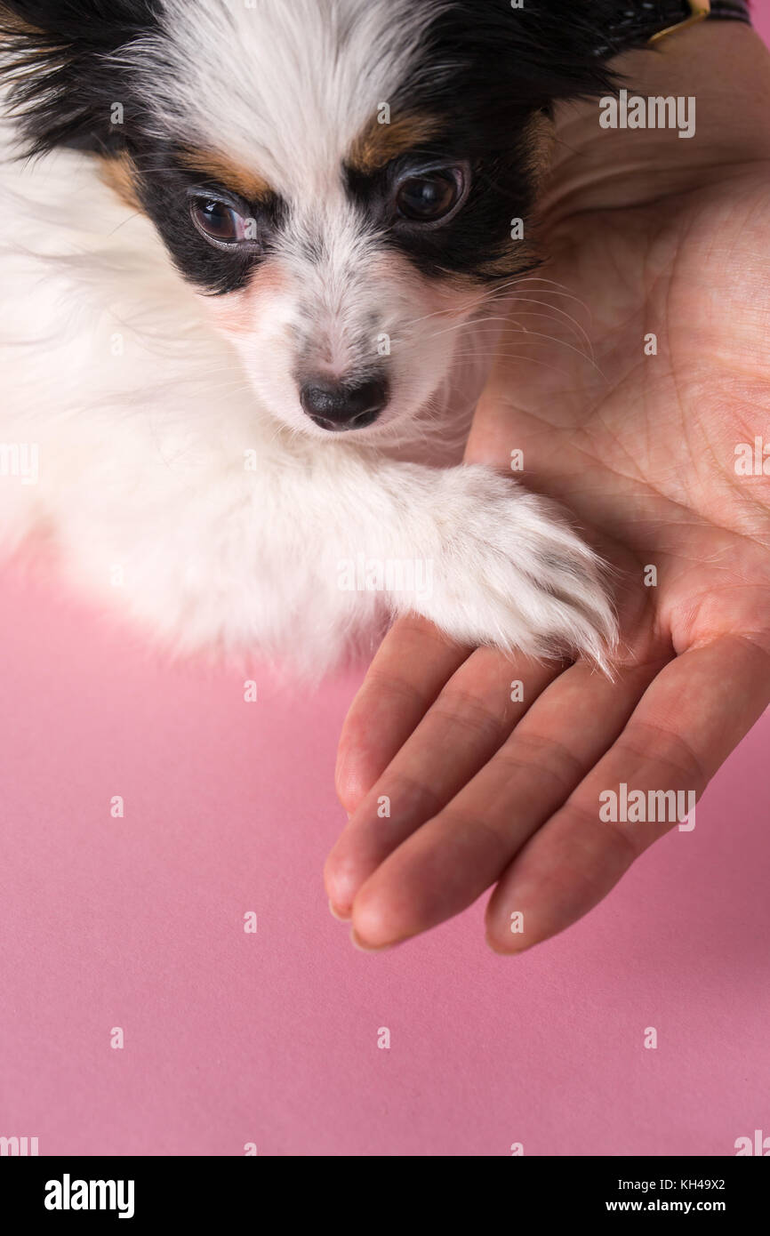Puppy of papillon breed on a pink background Stock Photo - Alamy