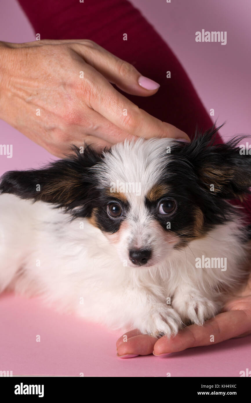 Puppy of papillon breed on a pink background Stock Photo - Alamy