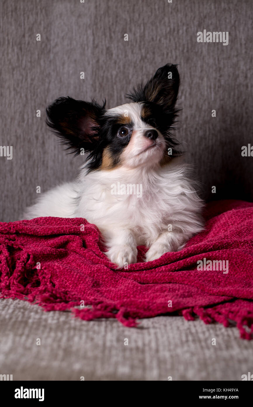 Puppy breed papillon rest on the couch Stock Photo - Alamy