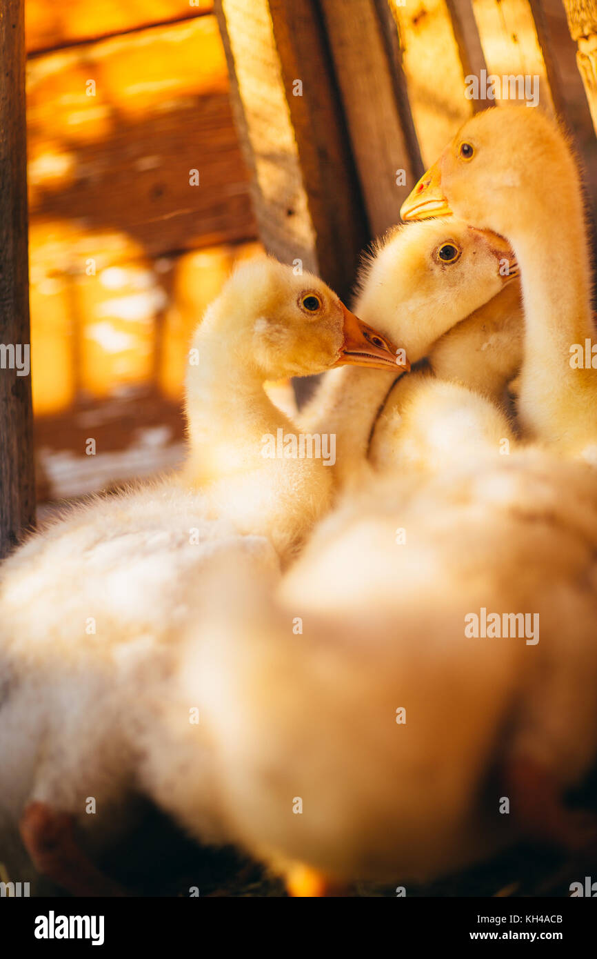 Five young goose together sit on the grass Stock Photo - Alamy