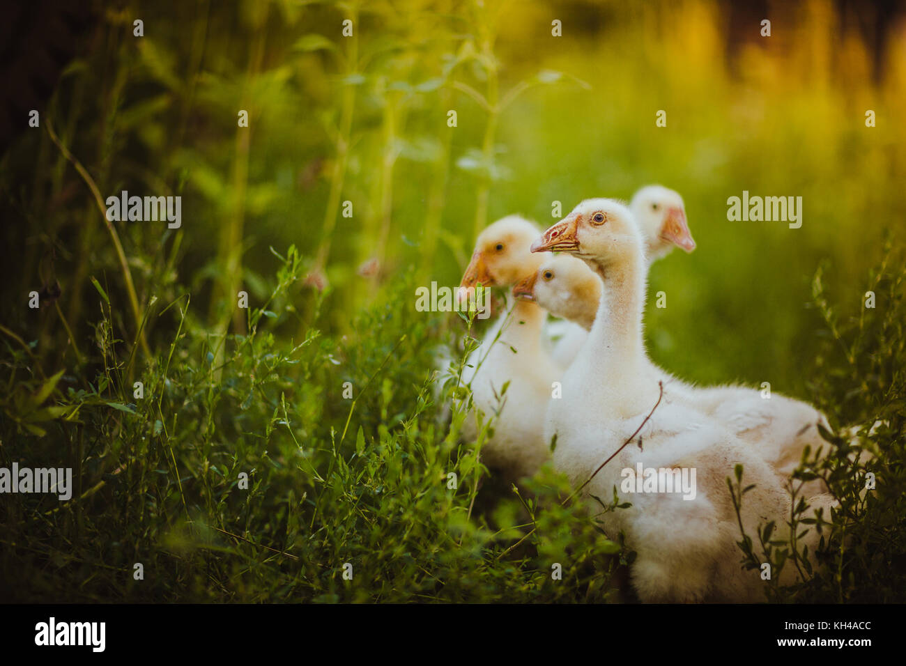Five young goose together sit in the grass Stock Photo - Alamy