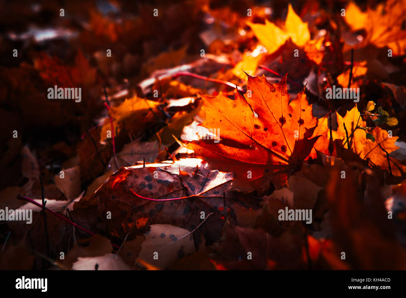 autumn leaves are large in the forest Stock Photo - Alamy