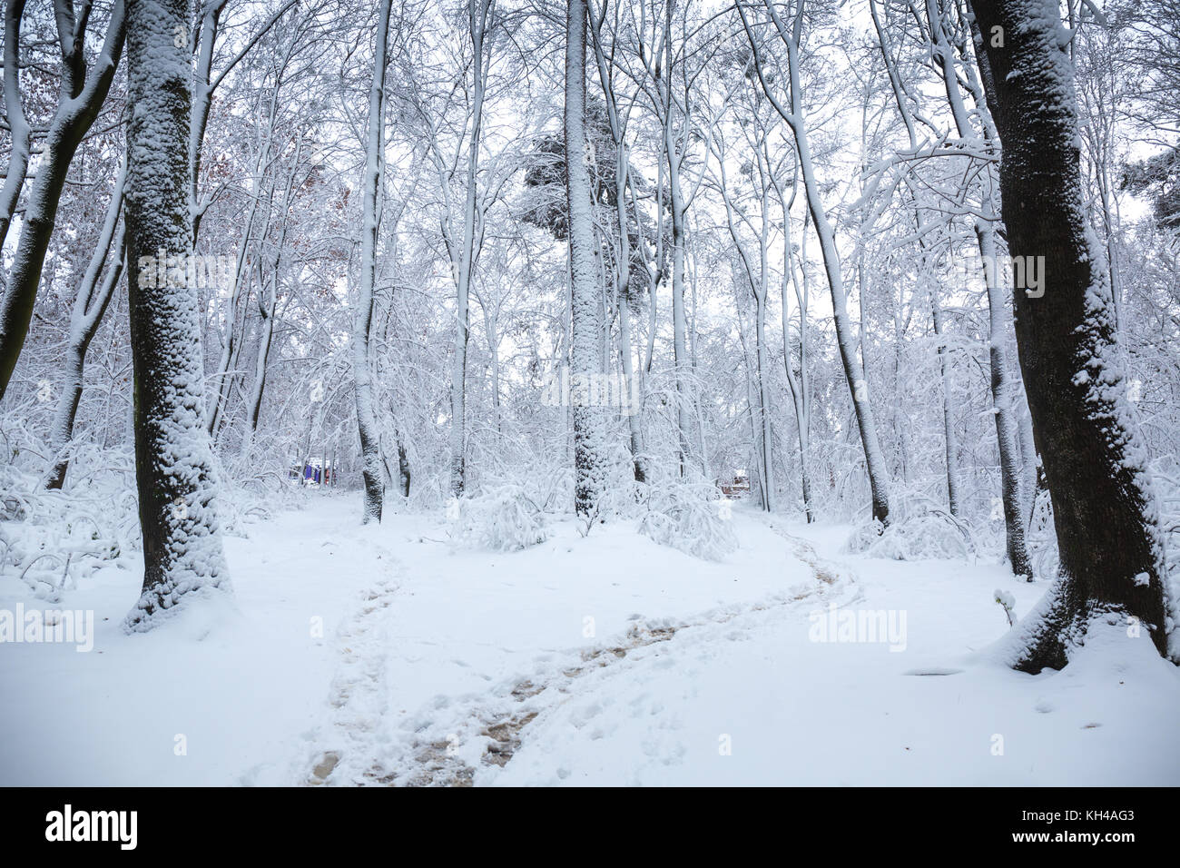Beautiful winter snowy landscape in the park Stock Photo - Alamy