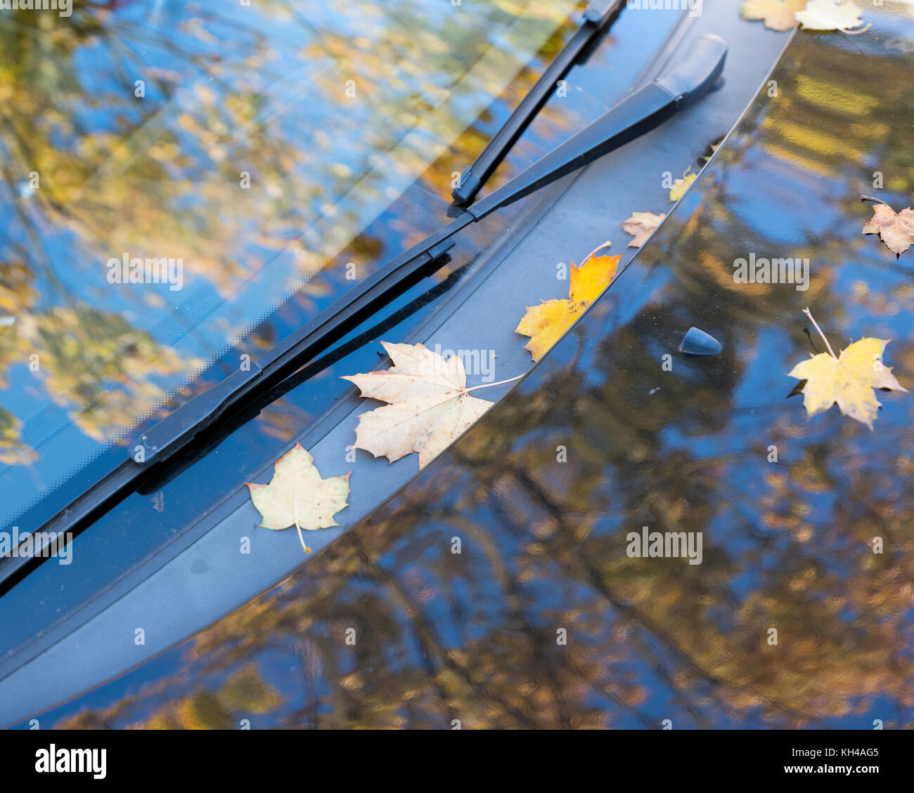autumn maple leaves on shiny blue car Stock Photo - Alamy