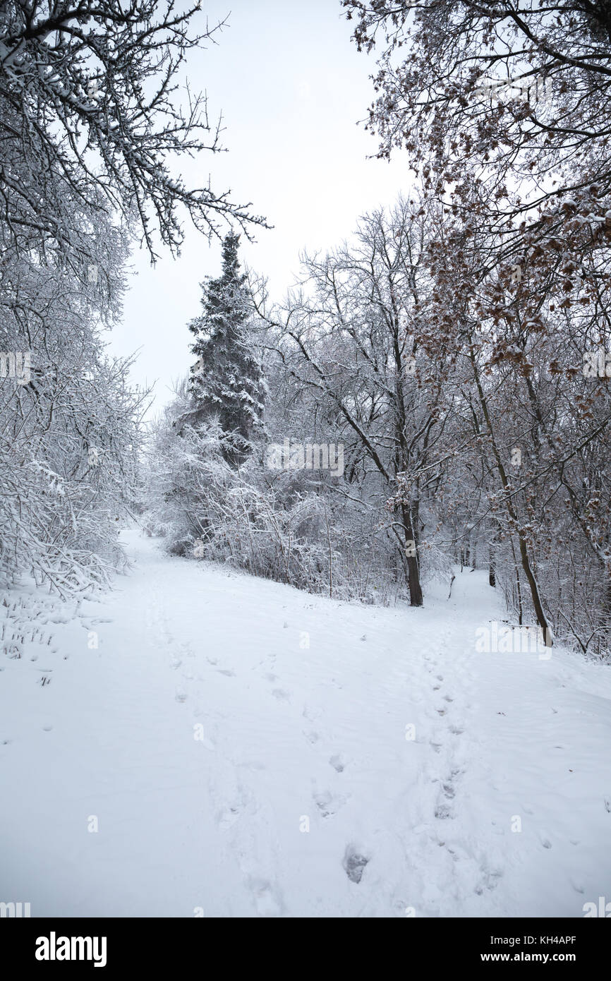 Divarication hi-res stock photography and images - Alamy