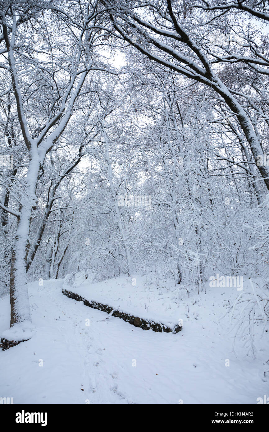 Beautiful winter snowy landscape in the park Stock Photo - Alamy