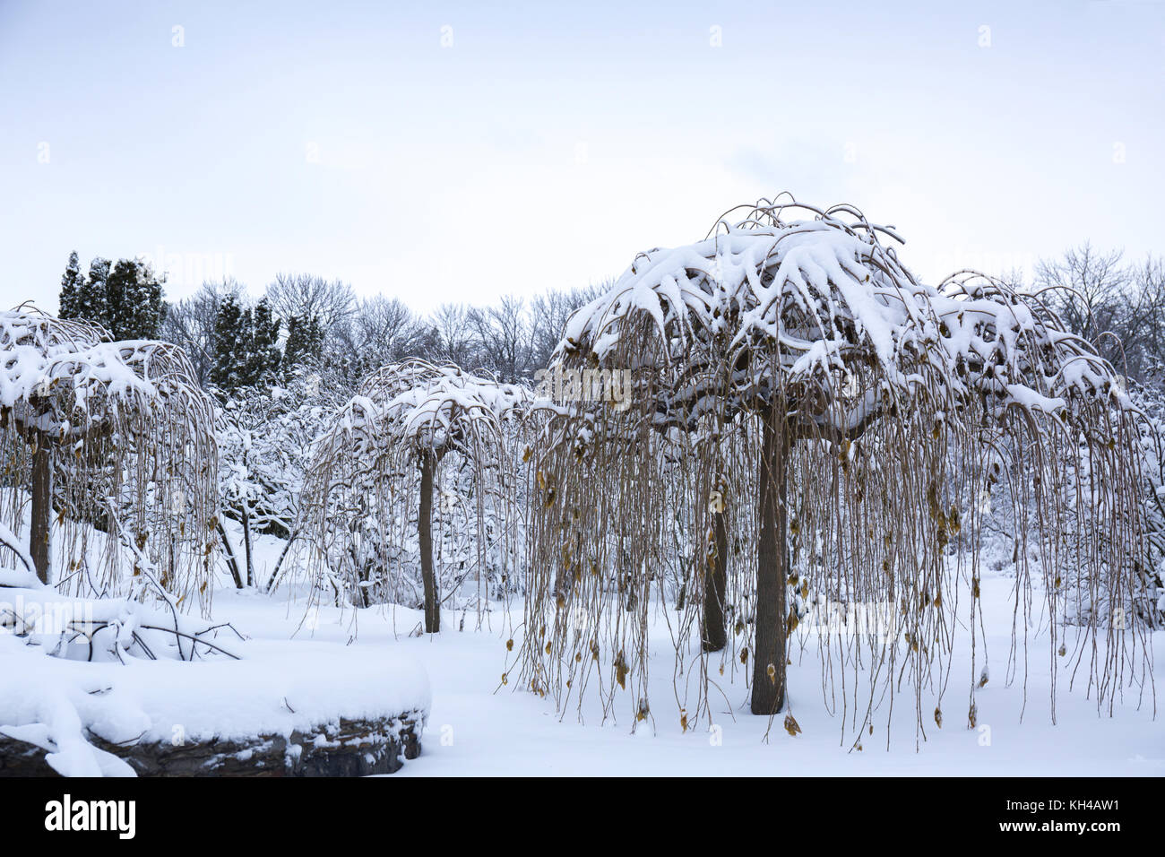 Mulberry of Weeping Shape Stock Photo - Alamy