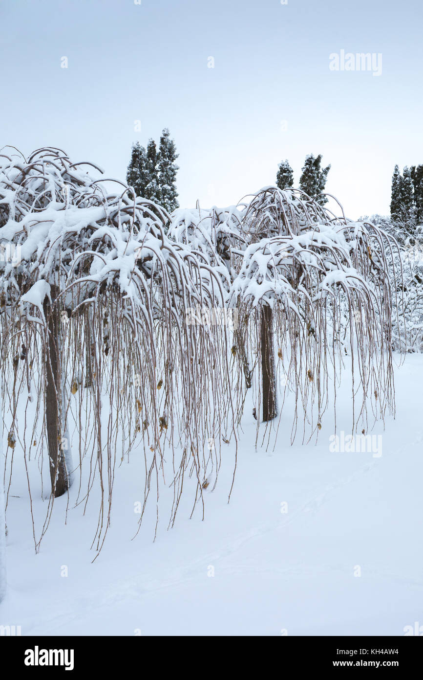decorative weeping form of a tree Stock Photo - Alamy