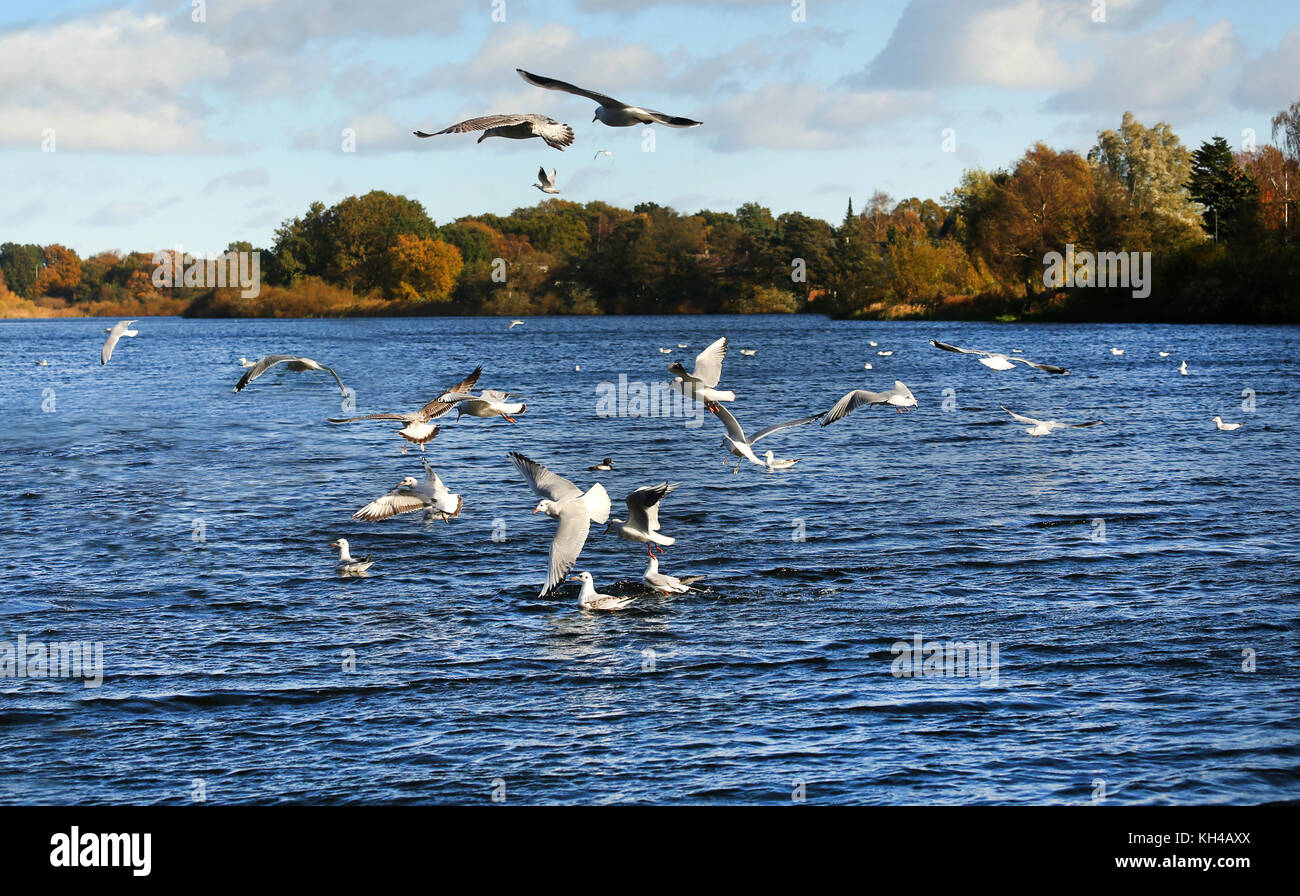 Flock of seagulls at Utterslev Mose in Copenhagen, Denmark Stock Photo ...