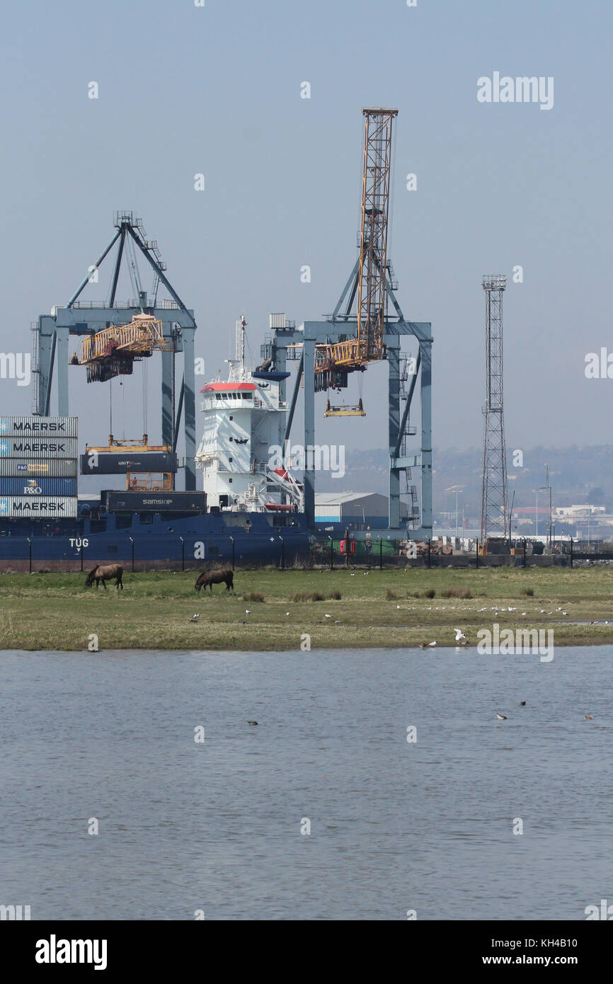 Koniks graze at the RSPB reserve at Belfast Harbour. The reserve is a ...