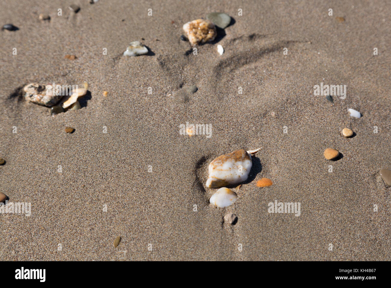 Crab shell texture hi-res stock photography and images - Alamy