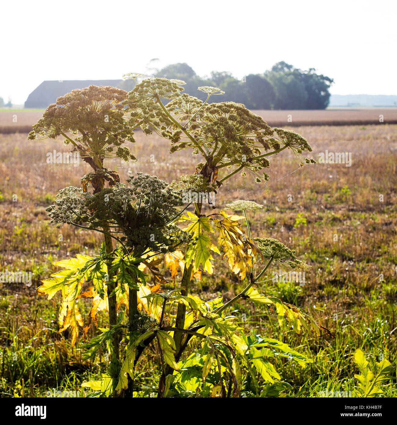 plant in the morning sun Stock Photo - Alamy