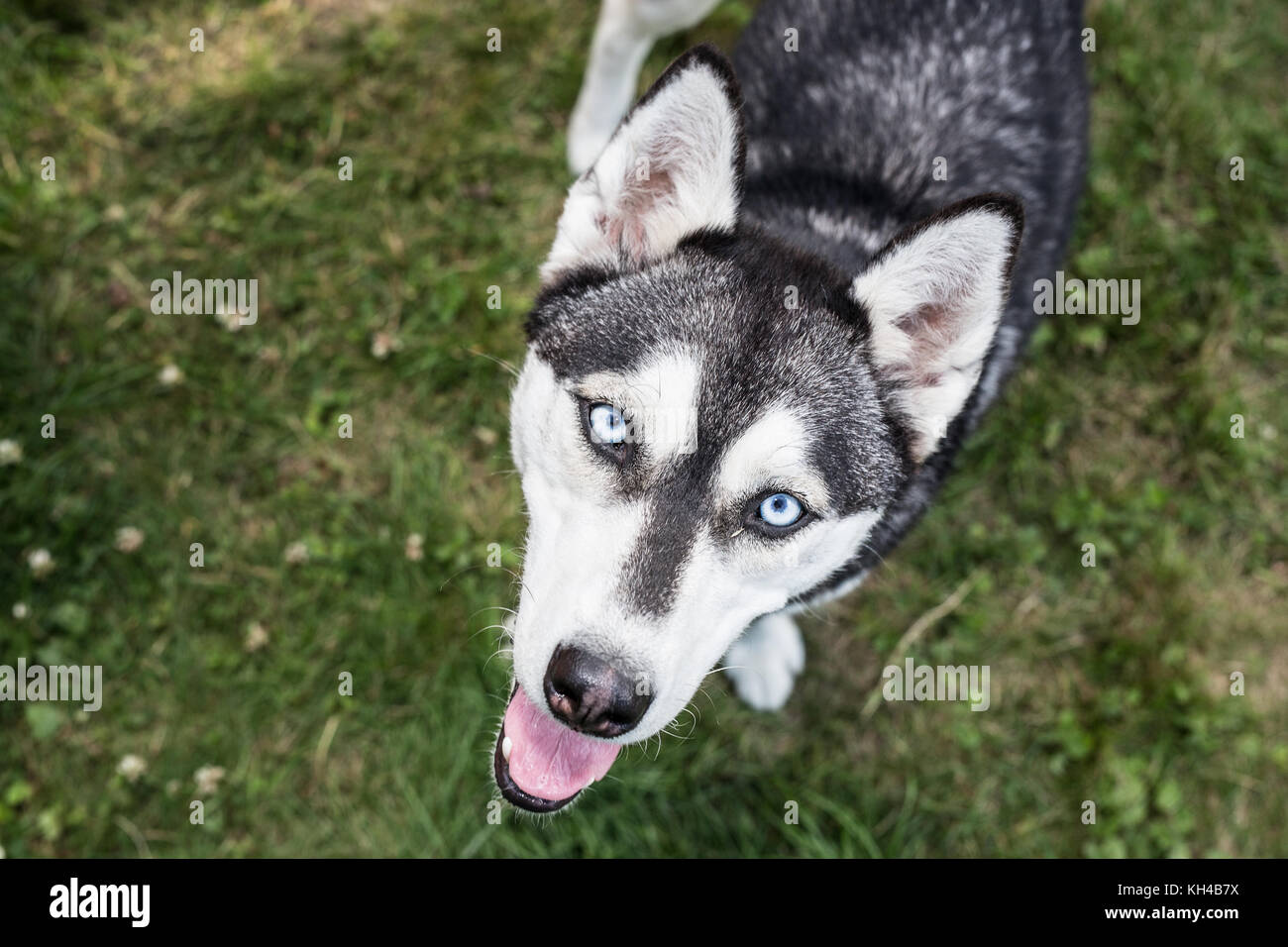 husky is looking at me Stock Photo - Alamy