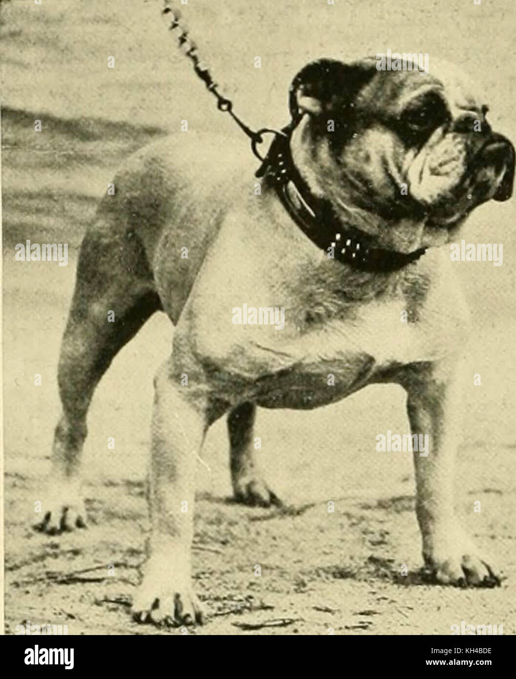 "The new book of the dog : a comprehensive natural history of British ...