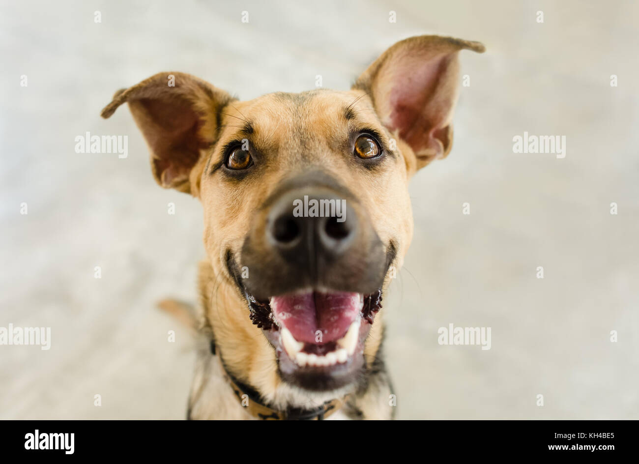 Happy dog is a happy dog smiling looking funny and excited with his ...