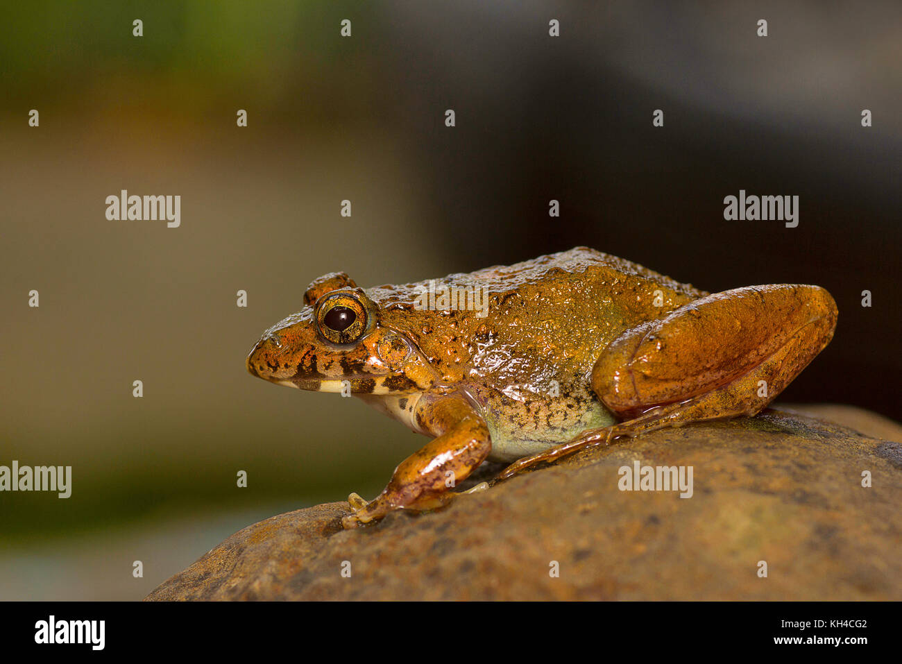 Rice field frog hi-res stock photography and images - Alamy