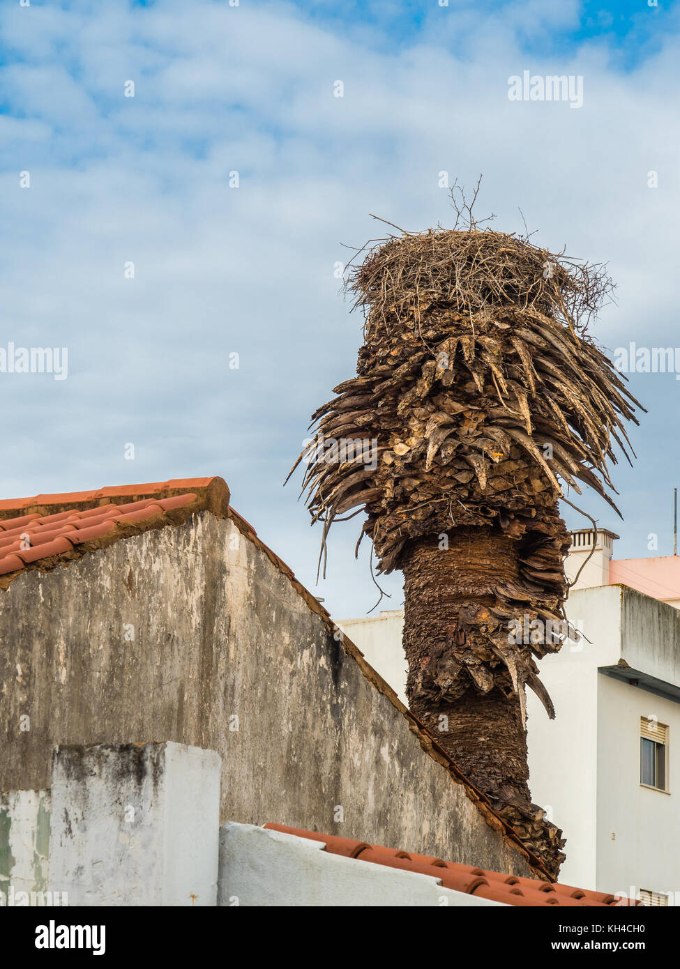Storks in faro hi-res stock photography and images - Alamy